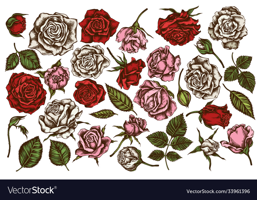 Set hand drawn colored roses Royalty Free Vector Image