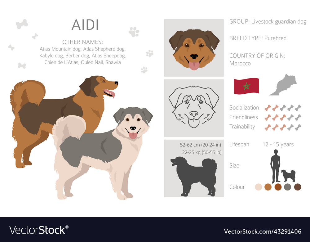 Aidi clipart different poses coat colors set Vector Image