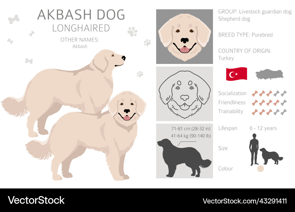 Are Akbash Dog Hypoallergenic