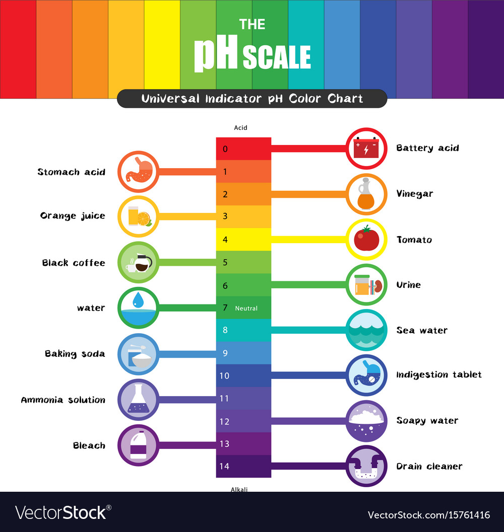 Ph Scale Universal Indicator Color Chart Vector Image