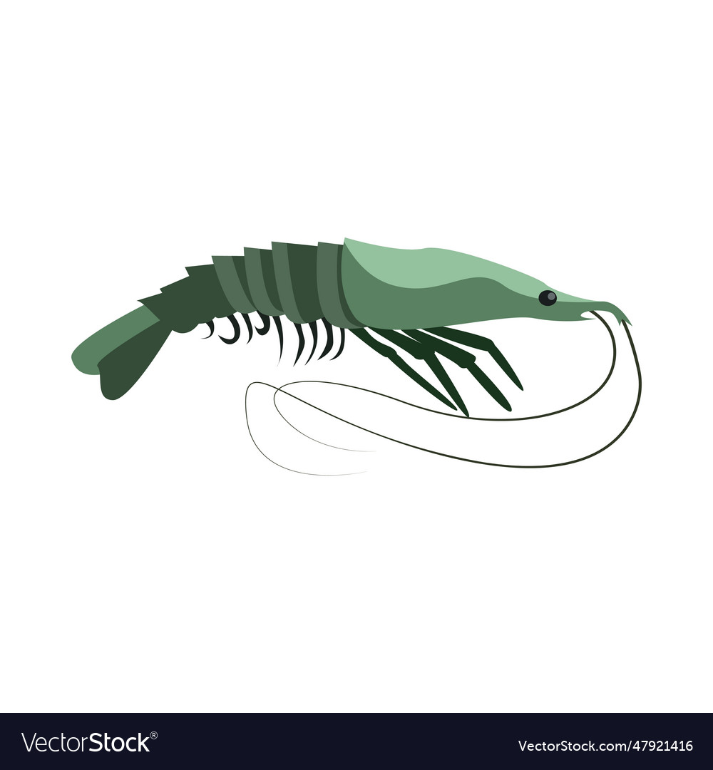 Raw shrimp Royalty Free Vector Image - VectorStock