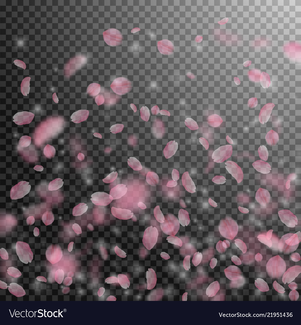 Sakura petals falling down Royalty Free Vector Image