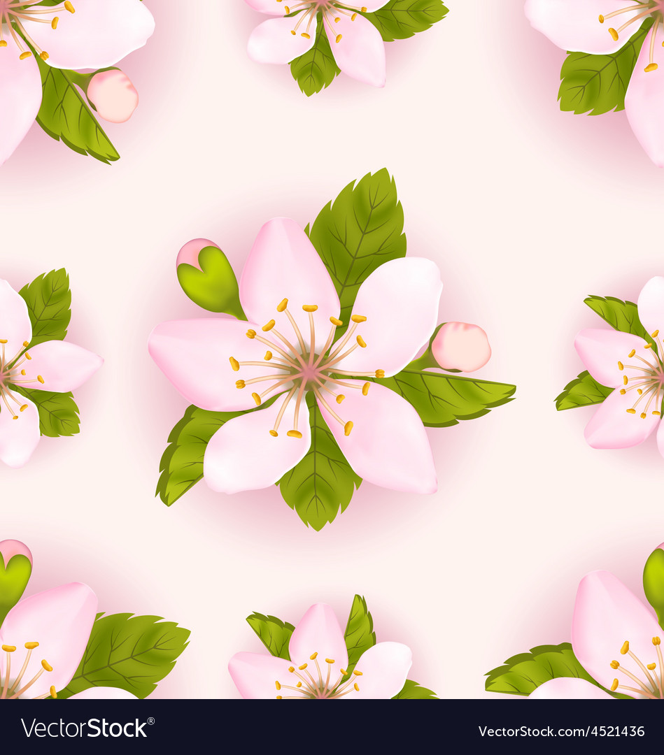 Seamless pattern with cherry flowers repeating Vector Image