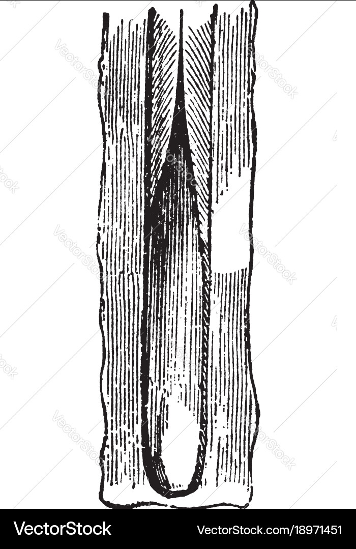 Feather tube vintage Royalty Free Vector Image