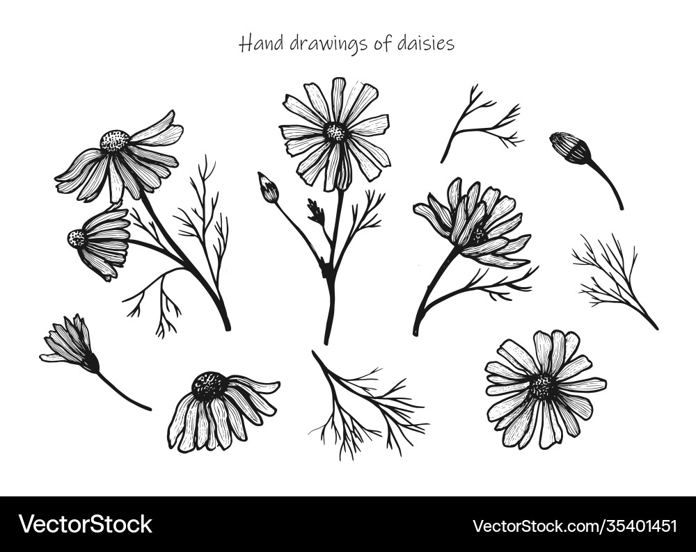 Hand drawing daisies set drawings daisies Vector Image