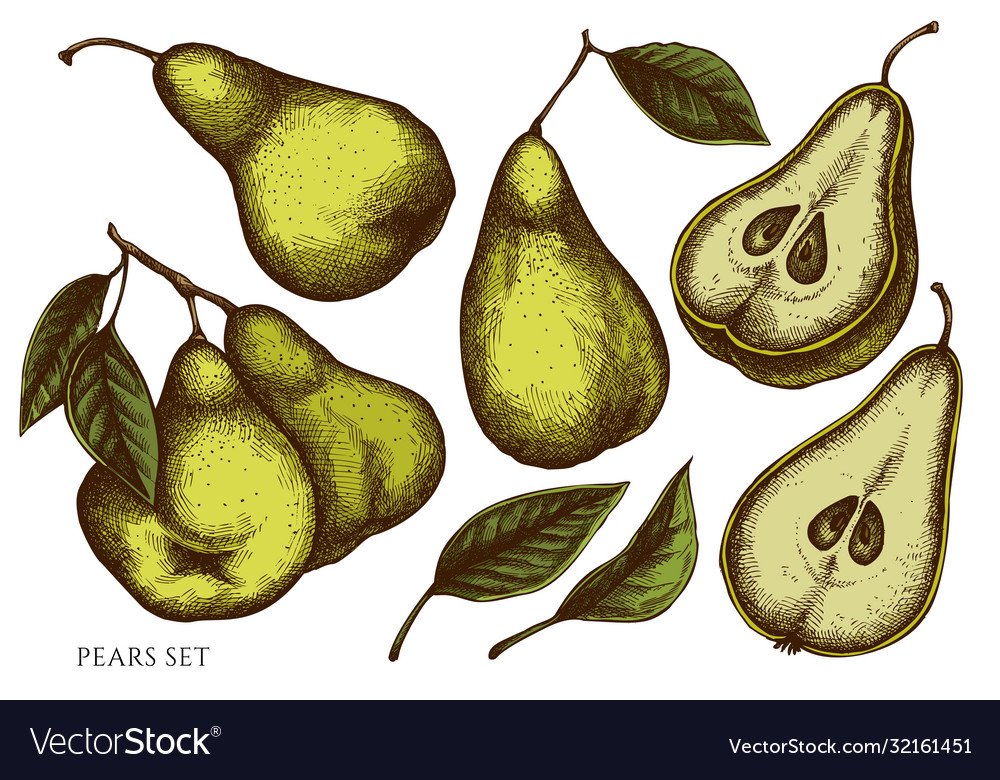 Set hand drawn colored pears Royalty Free Vector Image Set hand drawn colored pears Royalty Free Vector Image