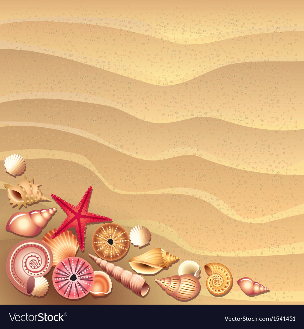 Shells sand Royalty Free Vector Image - VectorStock