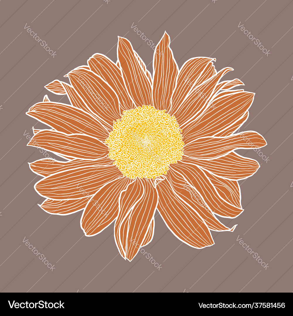 Single sunflower head digital drawing terracotta Vector Image