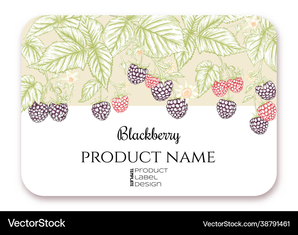 Blackberry ripe berries on branch template Vector Image