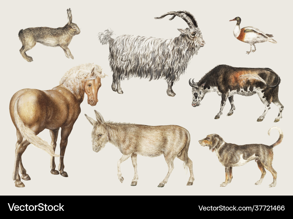 Rural livestock animals Royalty Free Vector Image