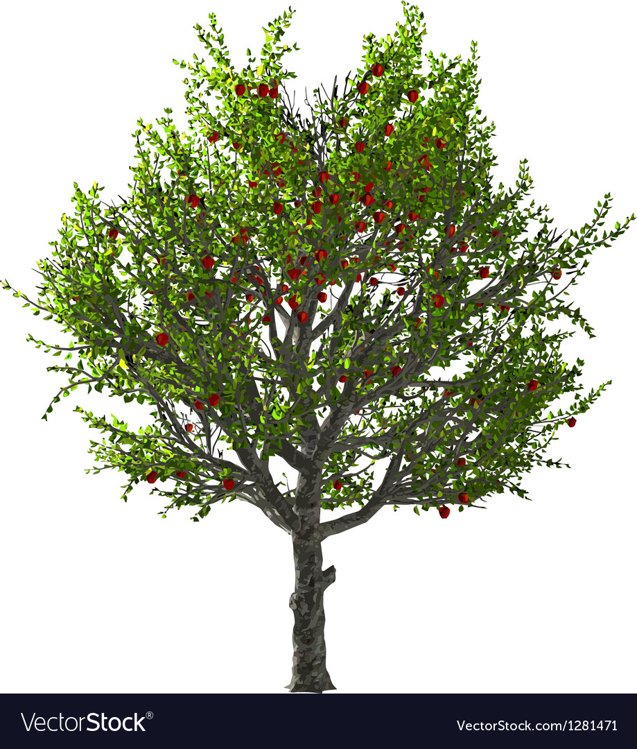 Apple tree isolated Royalty Free Vector Image - VectorStock
