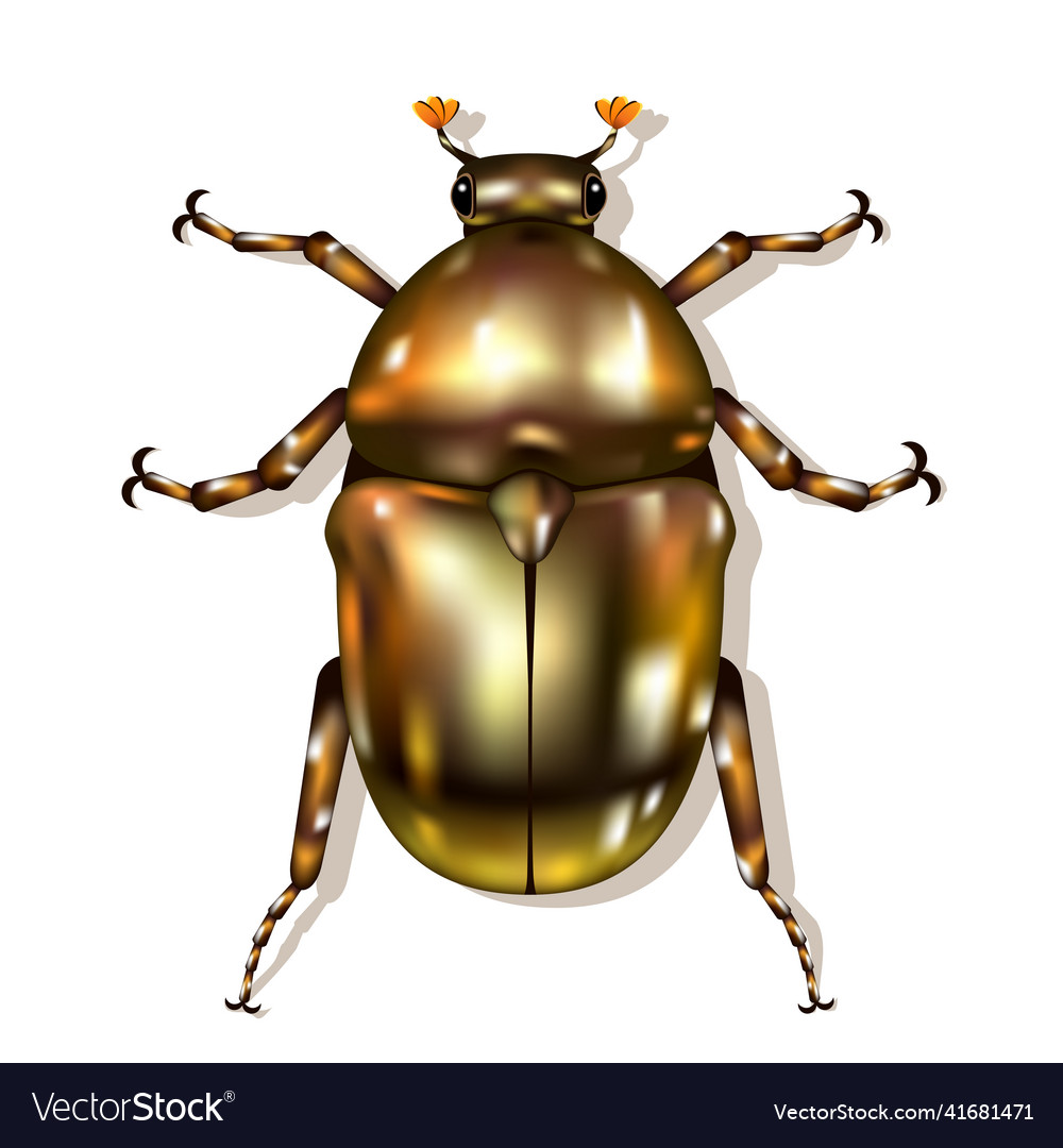 Beetle Royalty Free Vector Image - VectorStock