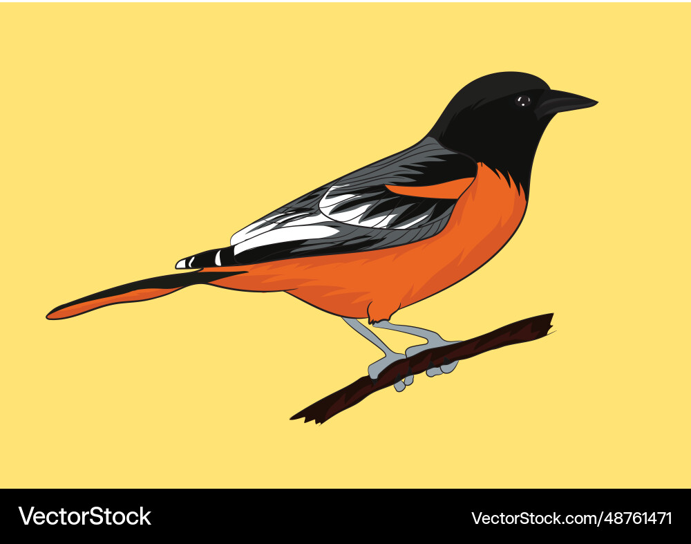 Design of american robin bird Royalty Free Vector Image