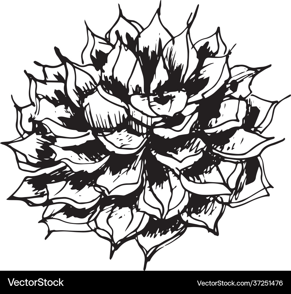 Blue agave plant for tyilla cactus graphic Vector Image
