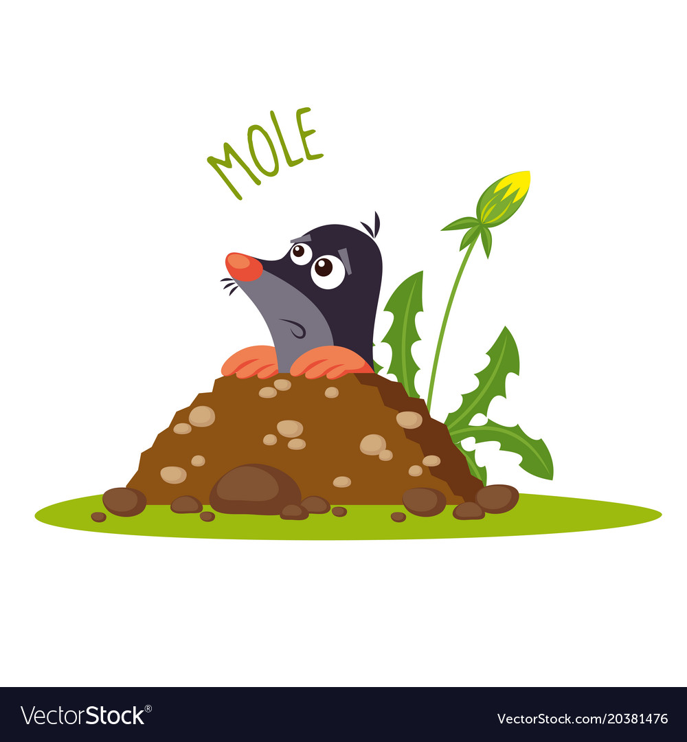 Mole Royalty Free Vector Image - VectorStock