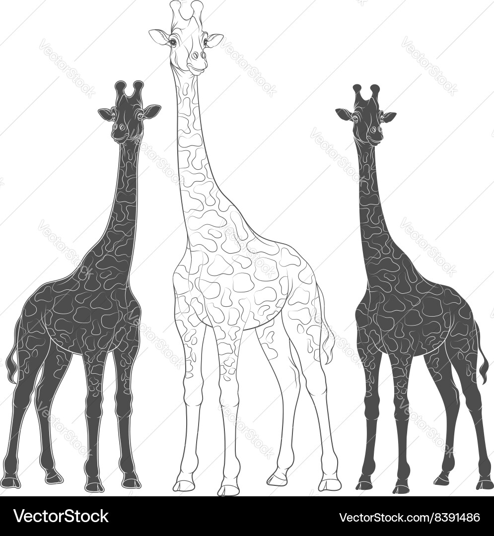 Set of with giraffes Royalty Free Vector Image