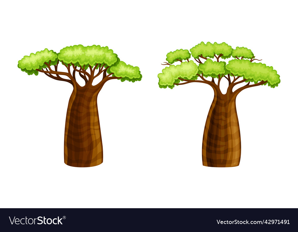 African Baobab Trees Powerful Plant With Green Vector Image