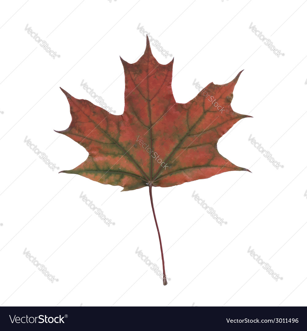 Autumn leaf Royalty Free Vector Image - VectorStock