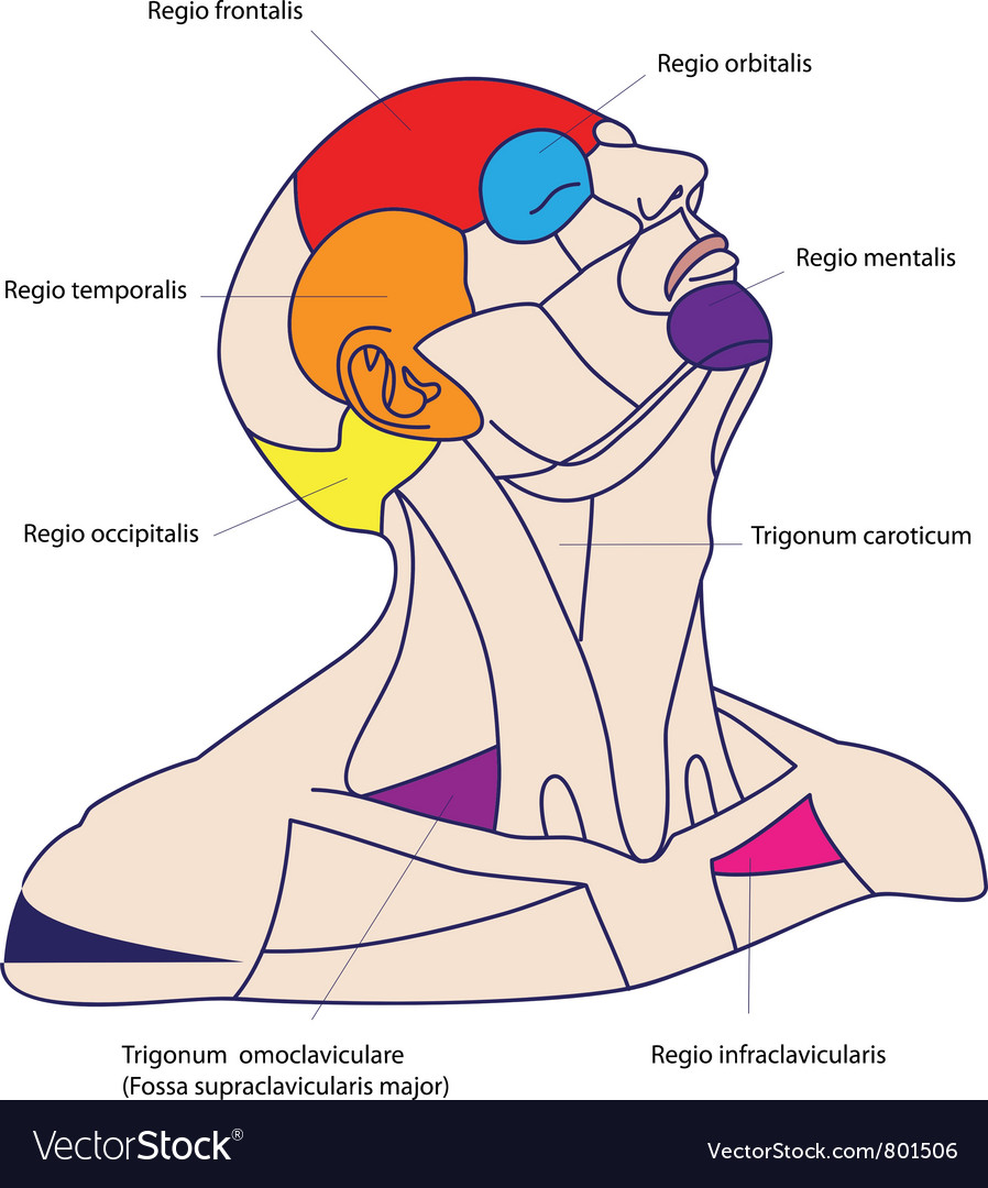 Areas Human Head Royalty Free Vector Image VectorStock