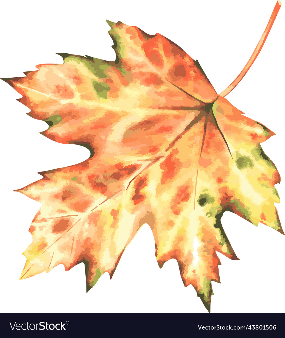 Autumn maple leaf Royalty Free Vector Image - VectorStock