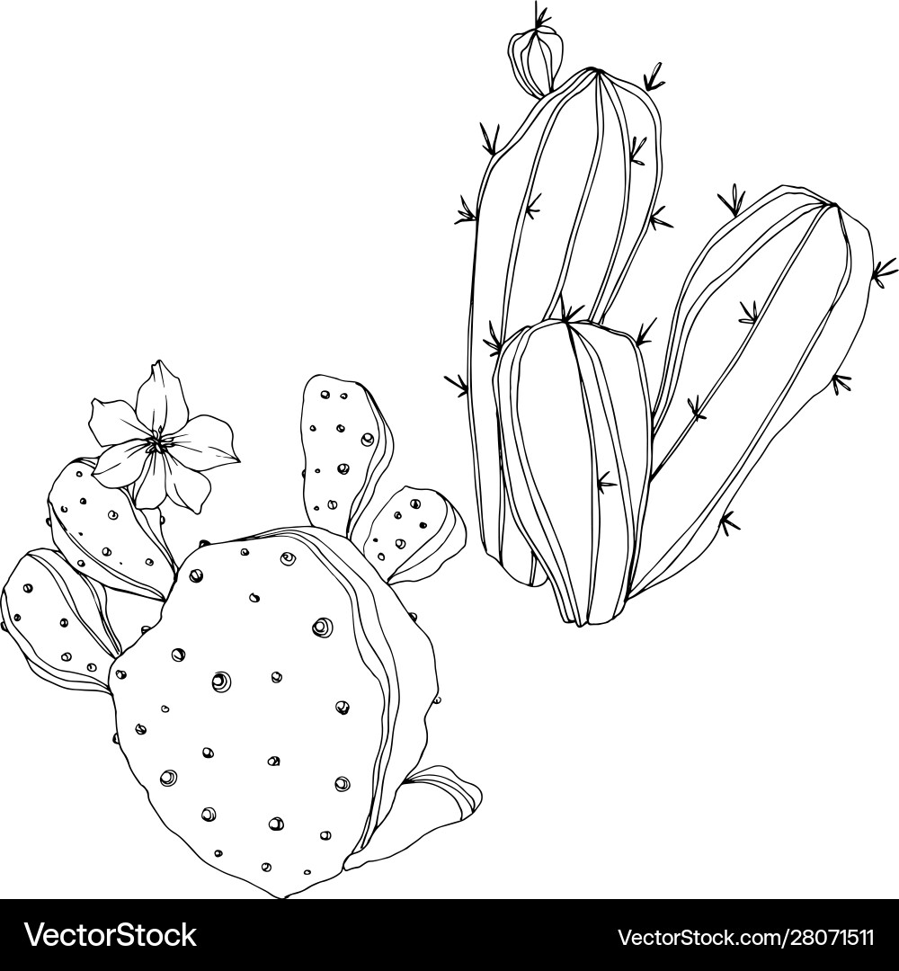 Cactus floral botanical flower black Royalty Free Vector
