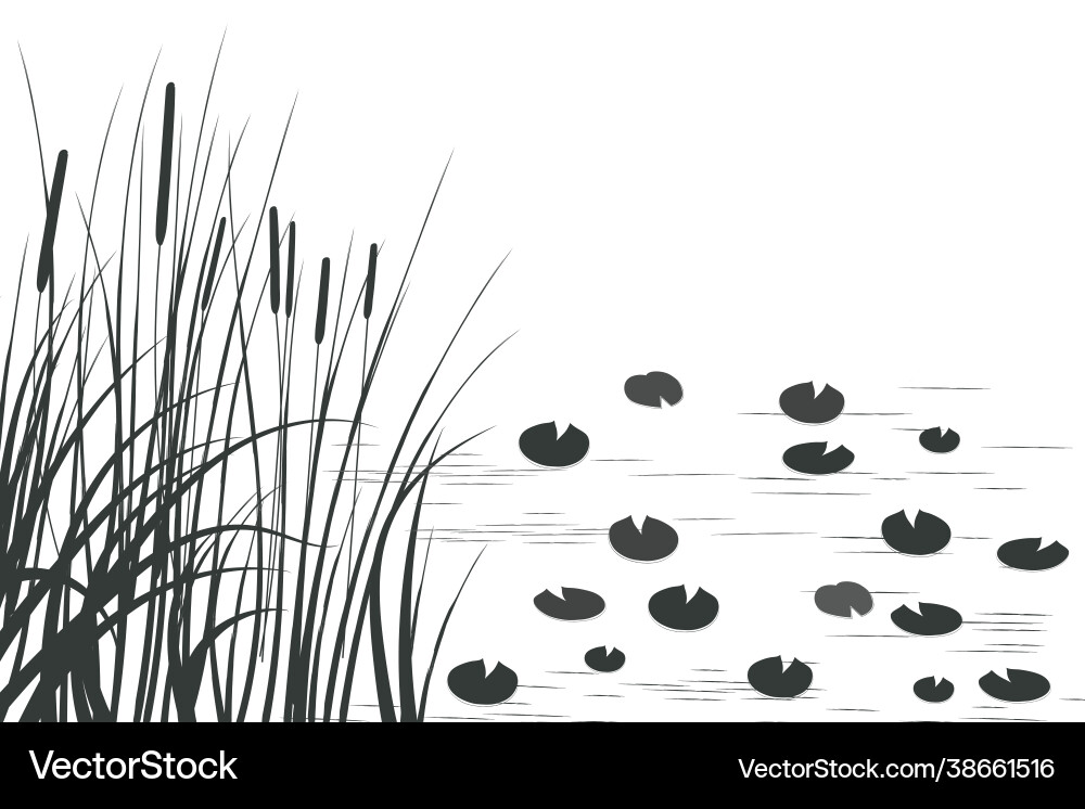 Hand drawing sketch with reeds Royalty Free Vector Image
