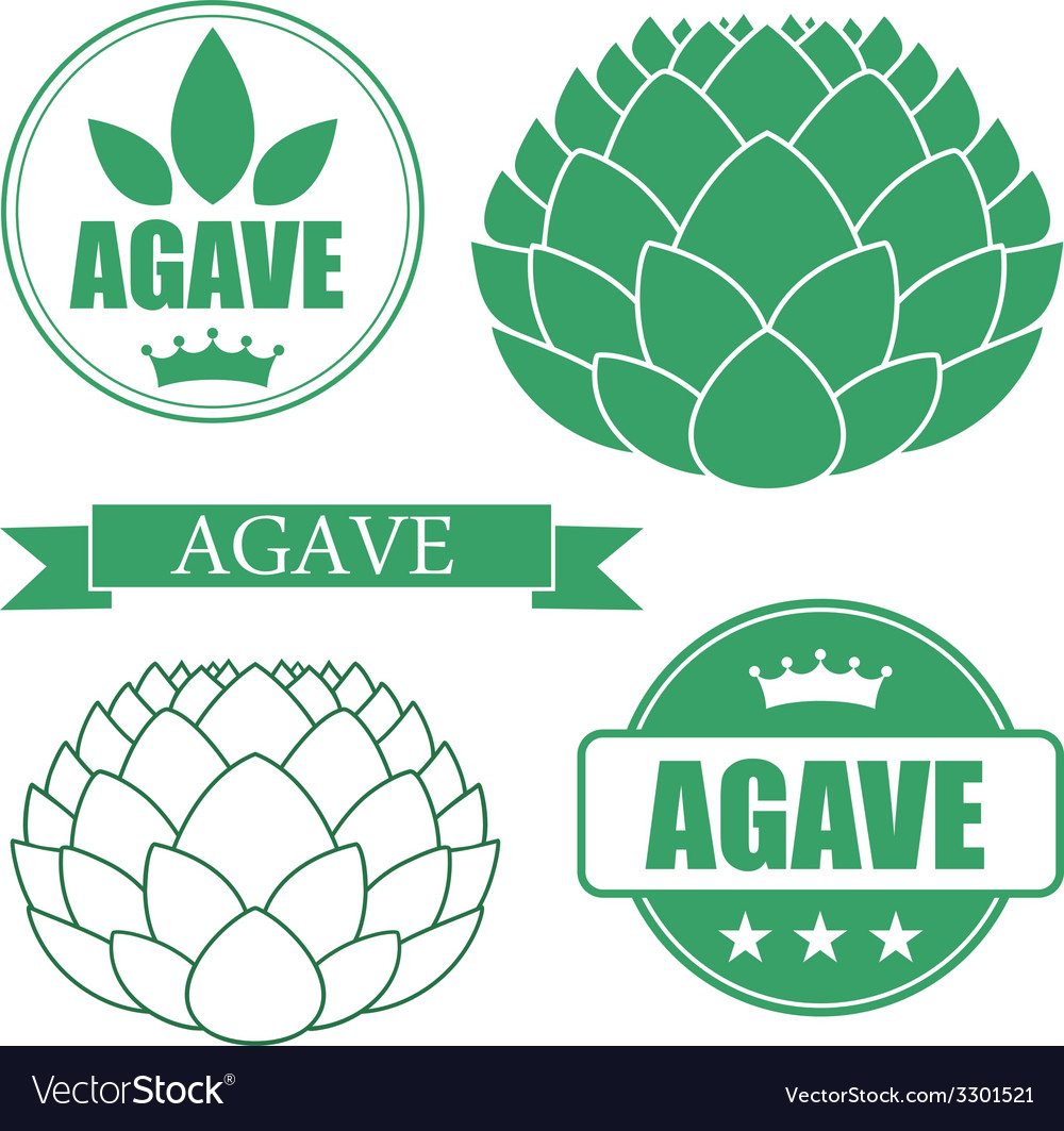 Agave Royalty Free Vector Image - VectorStock