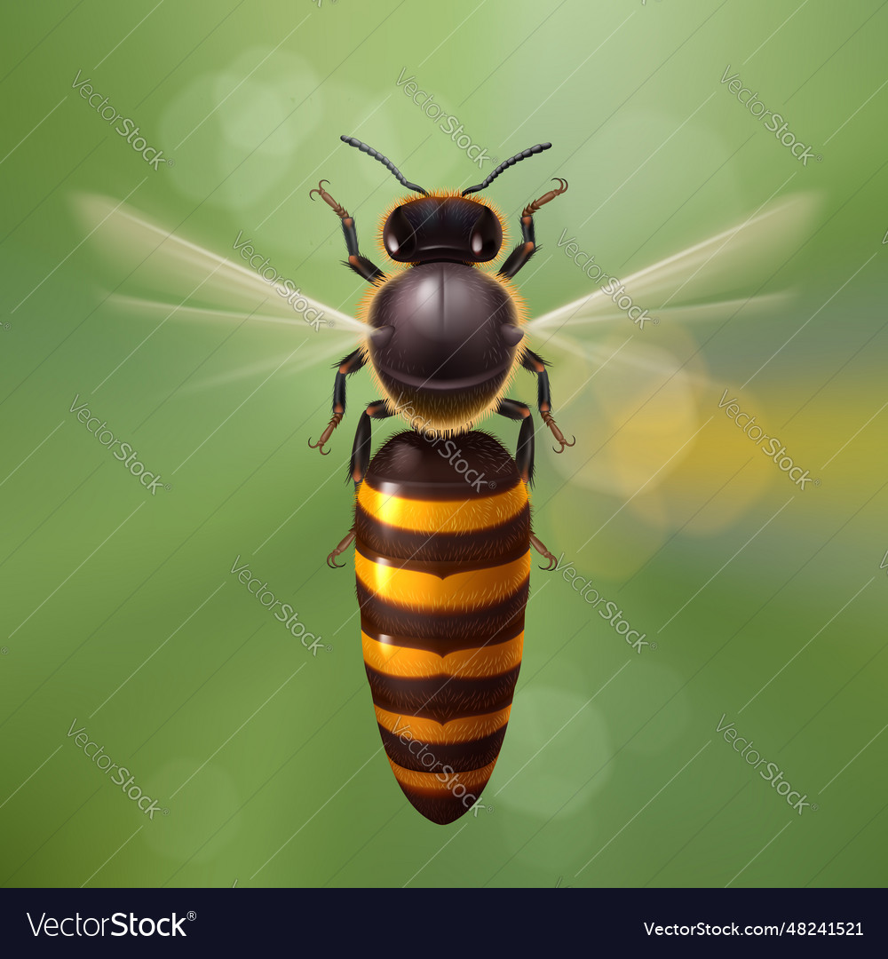 Bee queen Royalty Free Vector Image - VectorStock