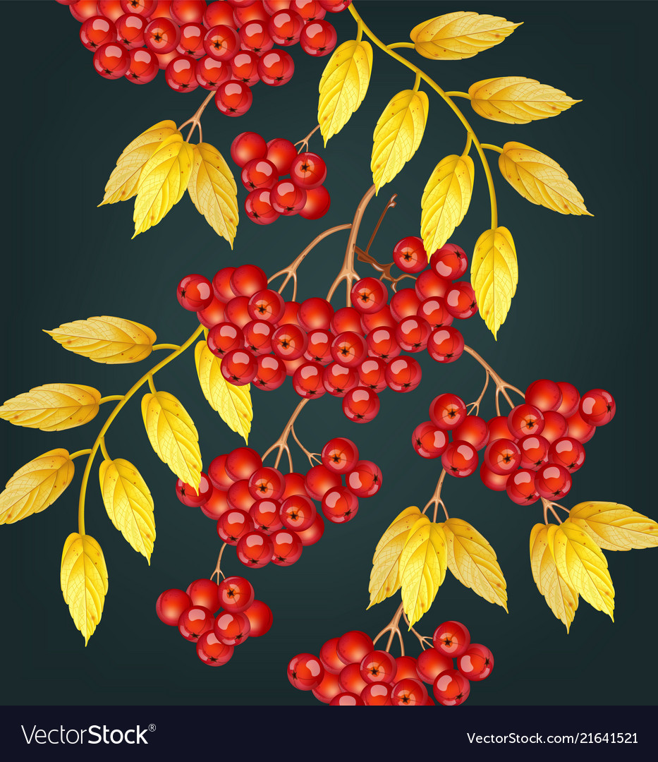 Mountain ash pattern fall autumn Royalty Free Vector Image