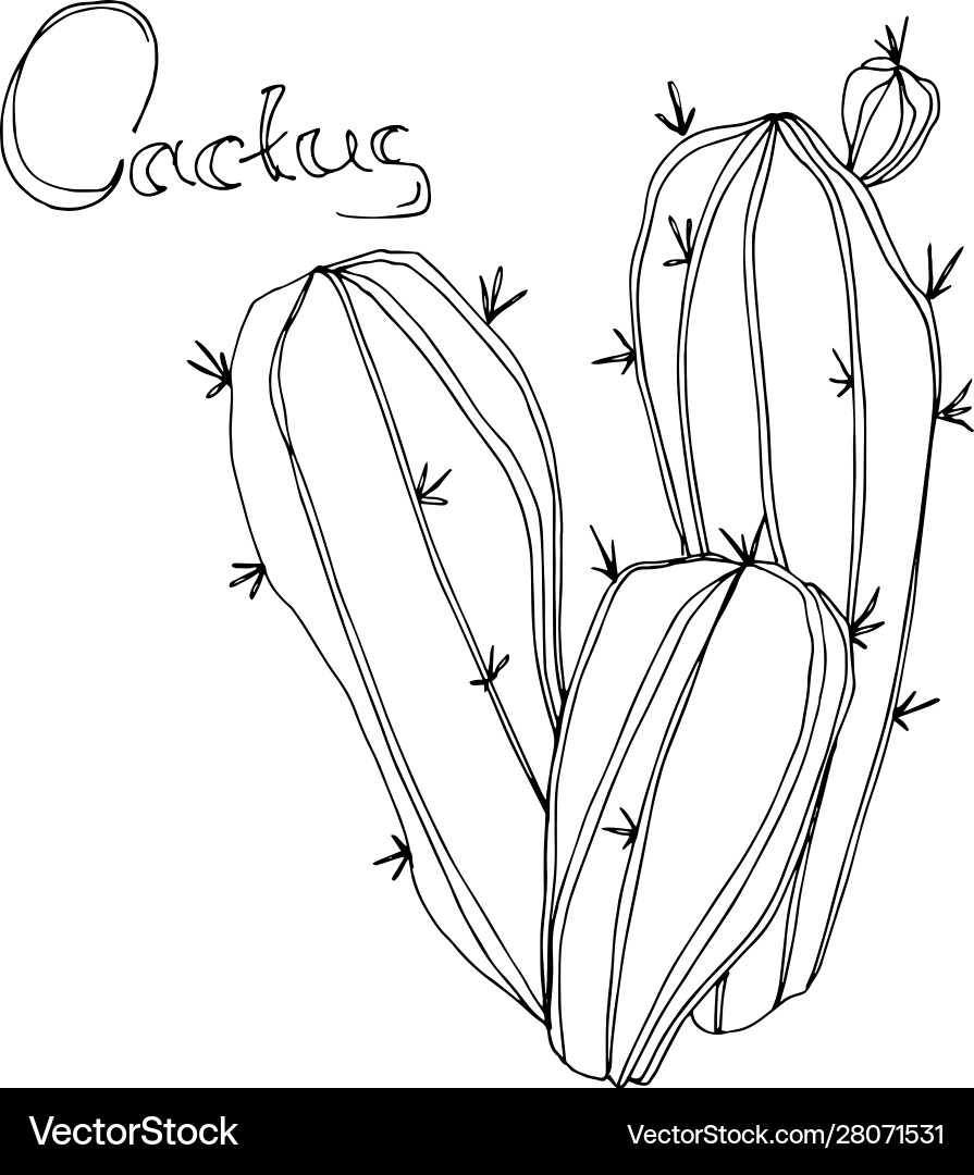 Cactus floral botanical flower black Royalty Free Vector