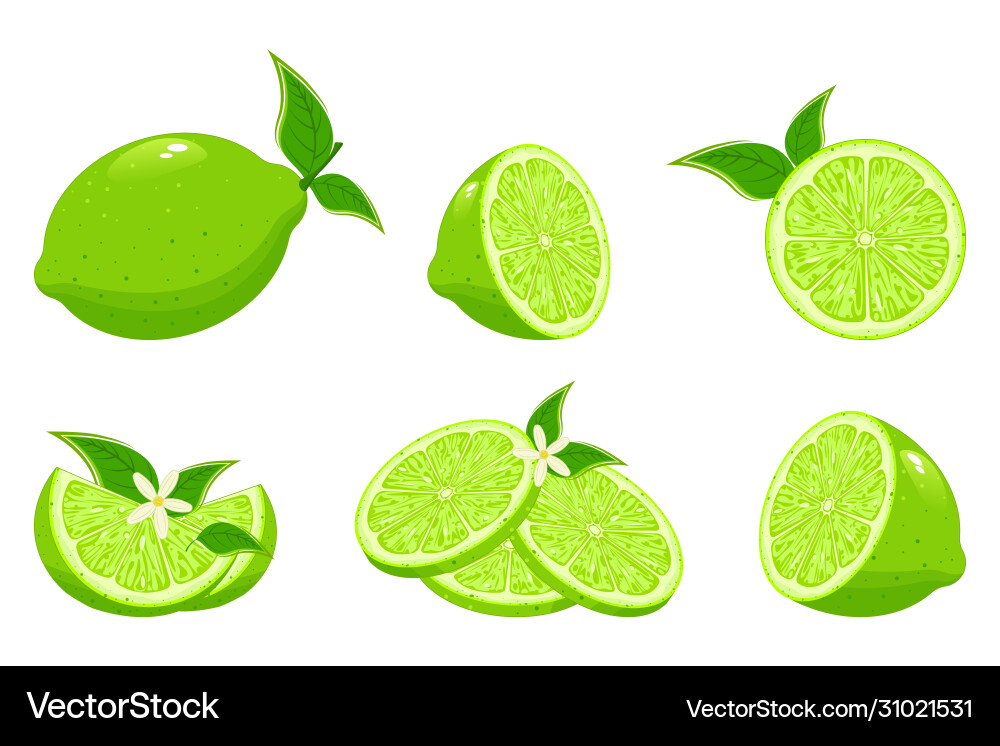 Fresh lime collection Royalty Free Vector Image