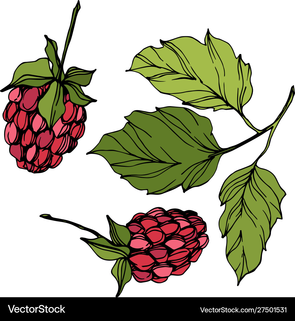 Raspberry healthy food isolated red Royalty Free Vector