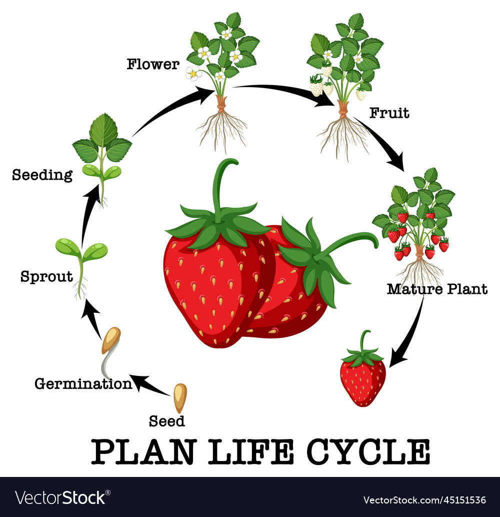 Life cycle of strawberry diagram Royalty Free Vector Image