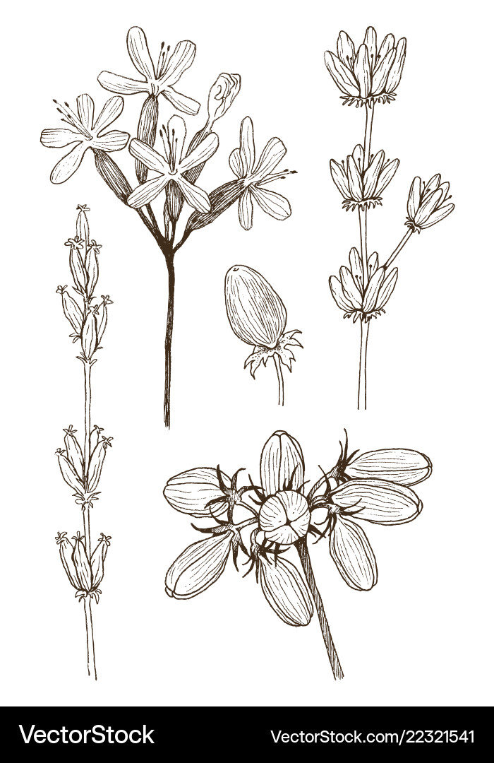 Set herbal and wild plants berry and branches Vector Image