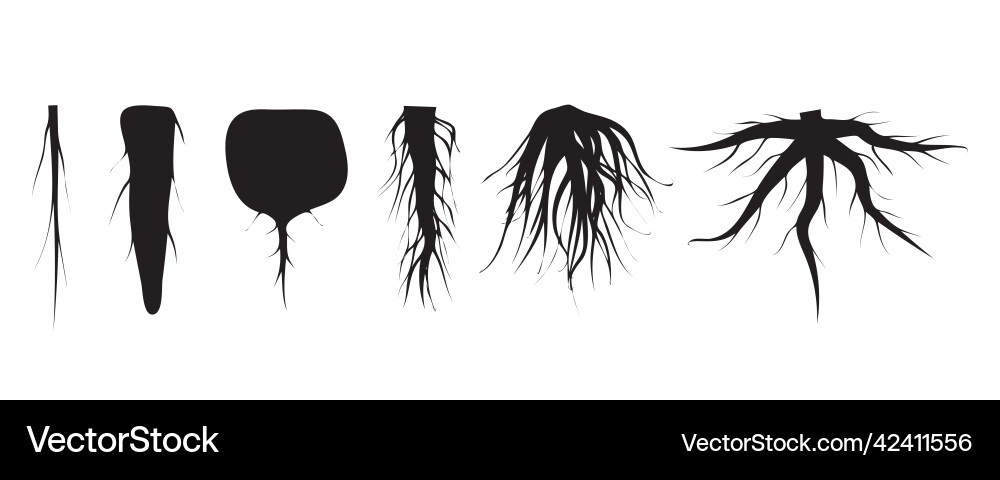 Black roots white background floral branch Vector Image