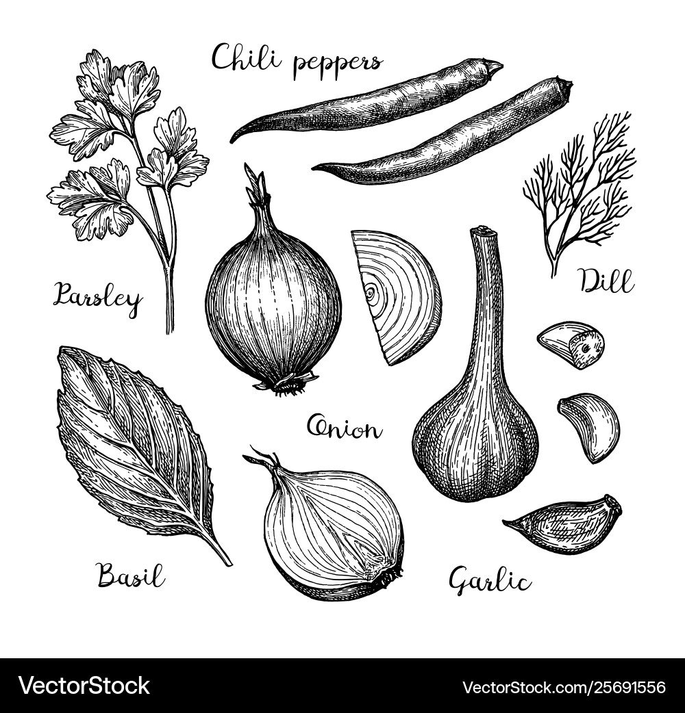 Ink sketch cooking ingredients Royalty Free Vector Image