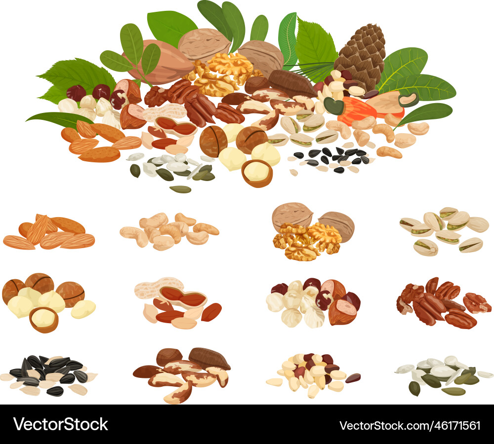 Nuts seeds pile set Royalty Free Vector Image - VectorStock