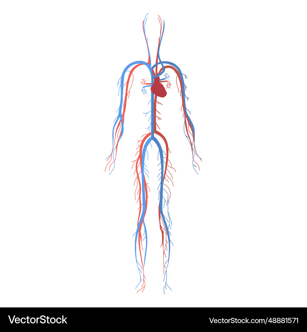Health circulatory system cardiovascular Vector Image
