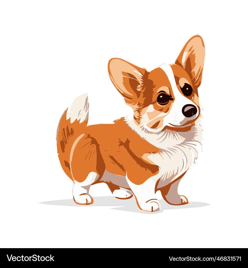 Realistic dog breed corgi on a white background Vector Image