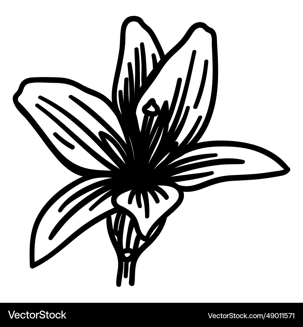 Stamen petal flower stroke Royalty Free Vector Image