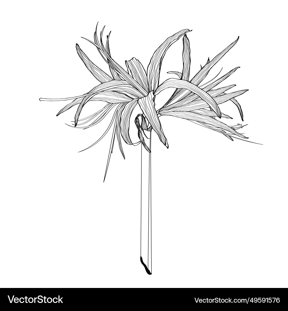 Decorative clivia amaryllis branch flower Vector Image
