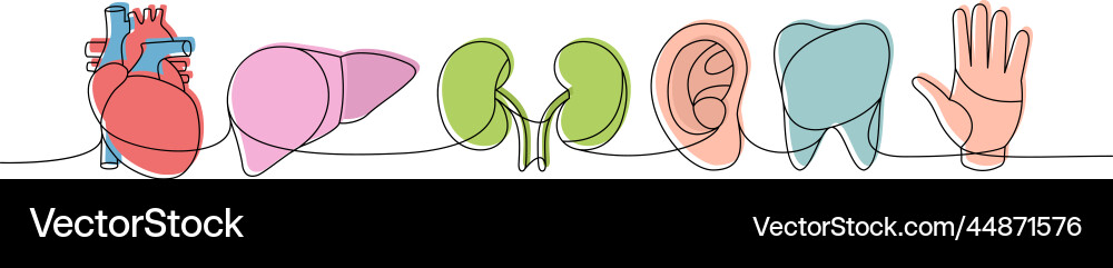 Set of human organs one line colored continuous Vector Image