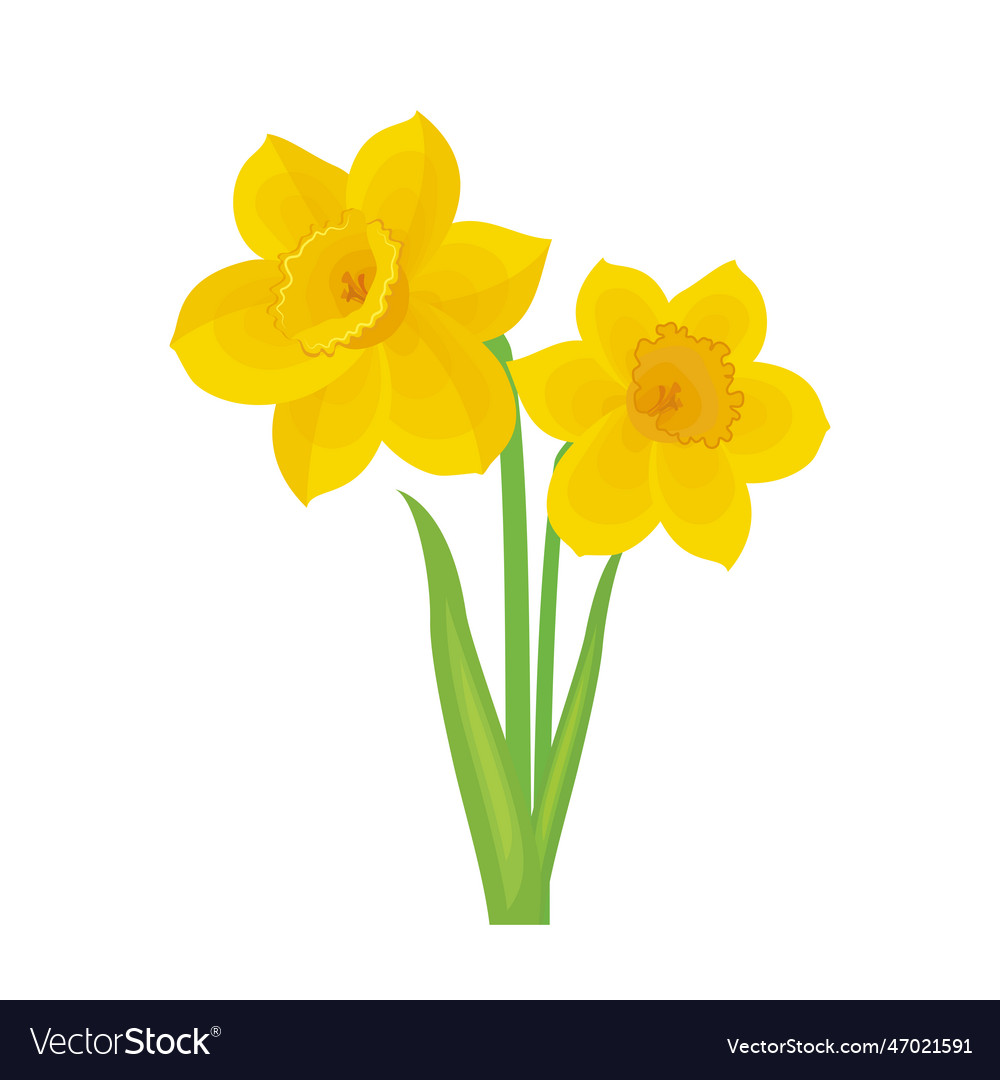 Beautiful blooming spring yellow daffodil flower Vector Image