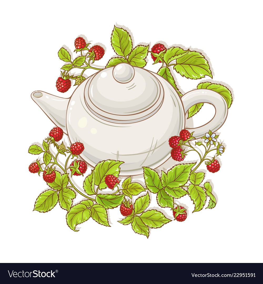 Raspberry tea Royalty Free Vector Image - VectorStock