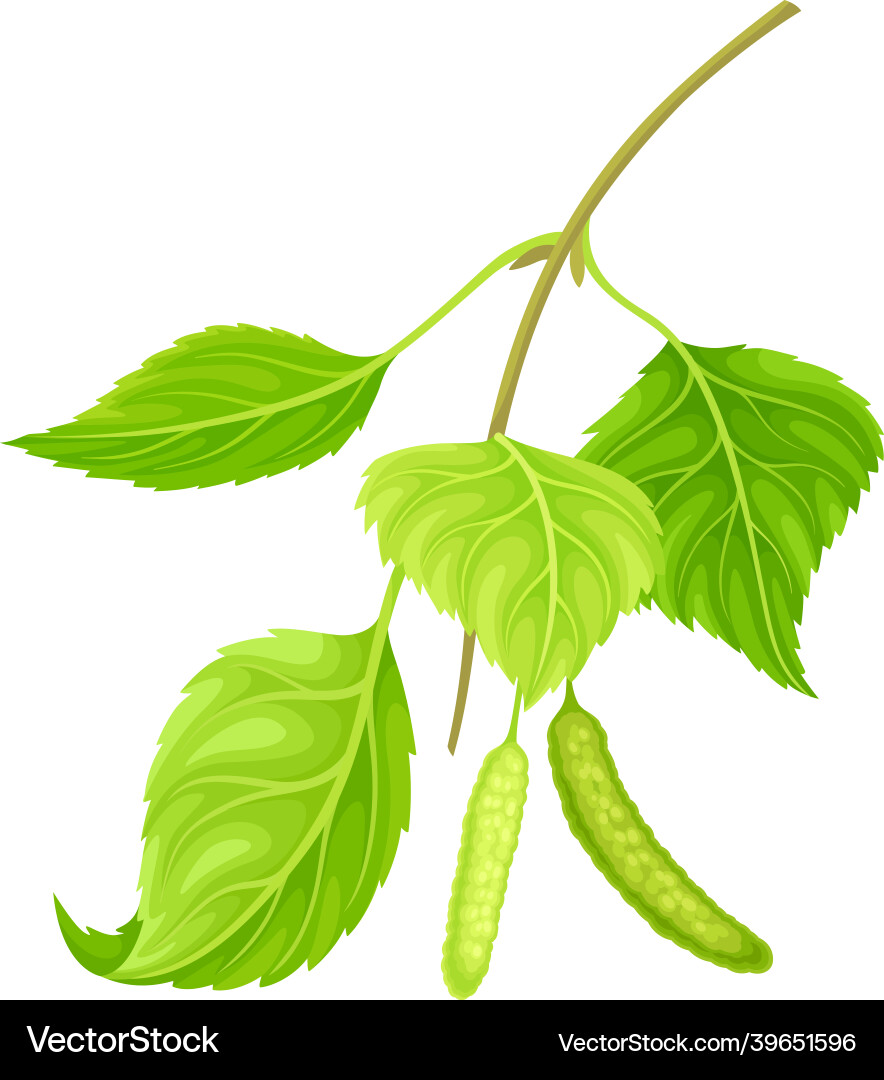 Green birch twig with leaves and aments spring Vector Image