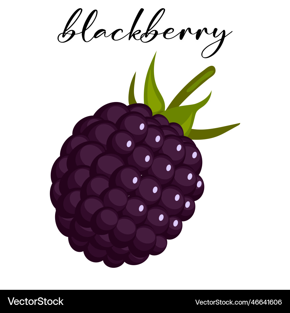 Dark purple blackberry flat icon with lettering Vector Image