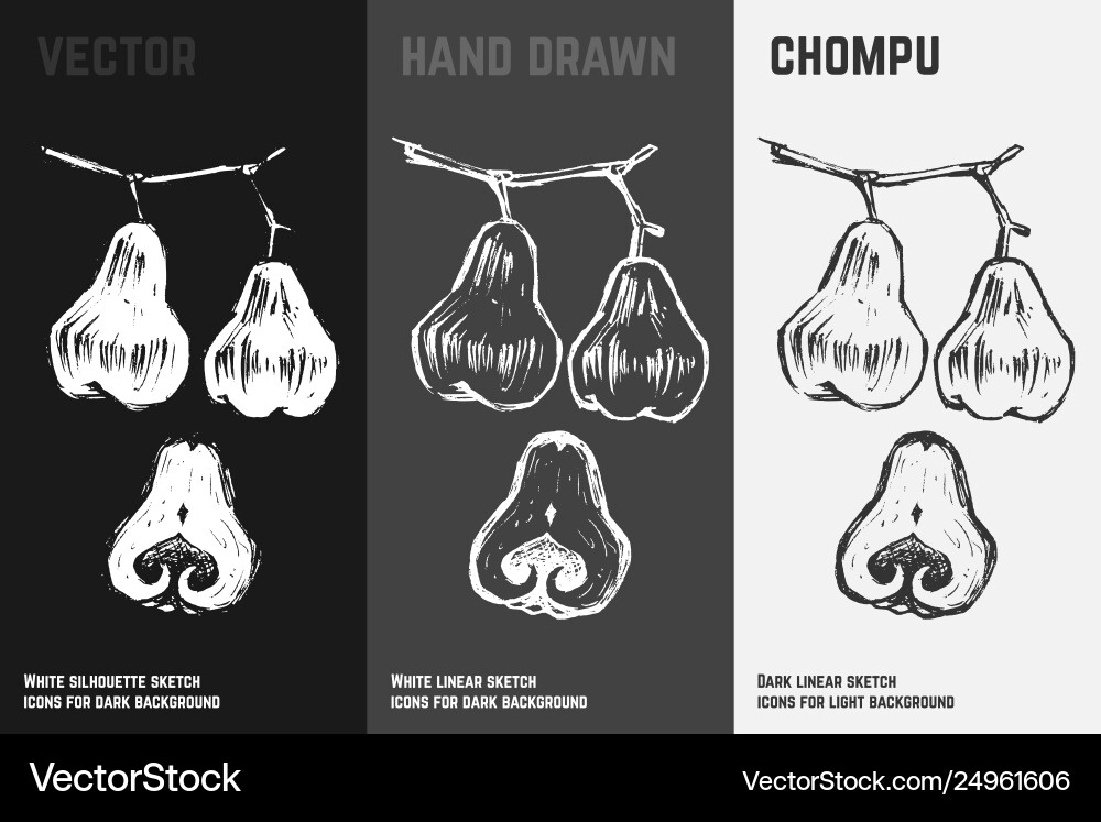 Hand drawn chompu fruits sketch set Royalty Free Vector
