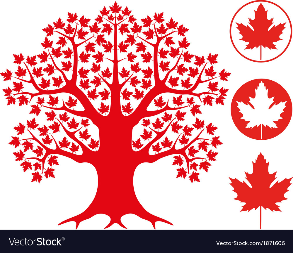 Maple tree Royalty Free Vector Image - VectorStock