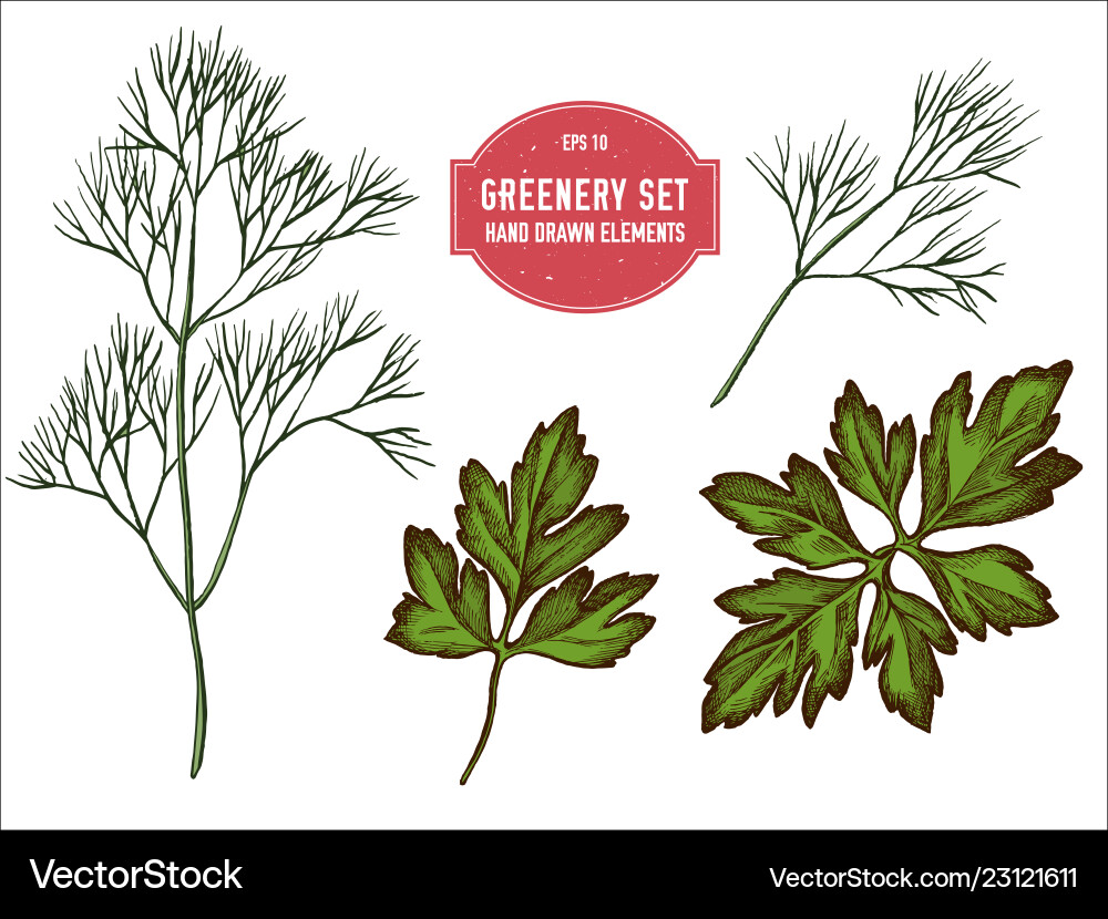 Collection of hand drawn colored greenery Vector Image
