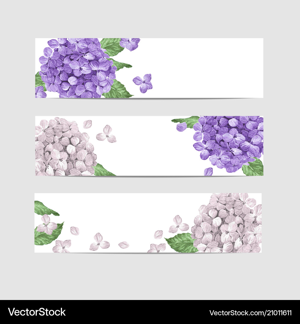Hydrangea floral banner template in watercolor Vector Image
